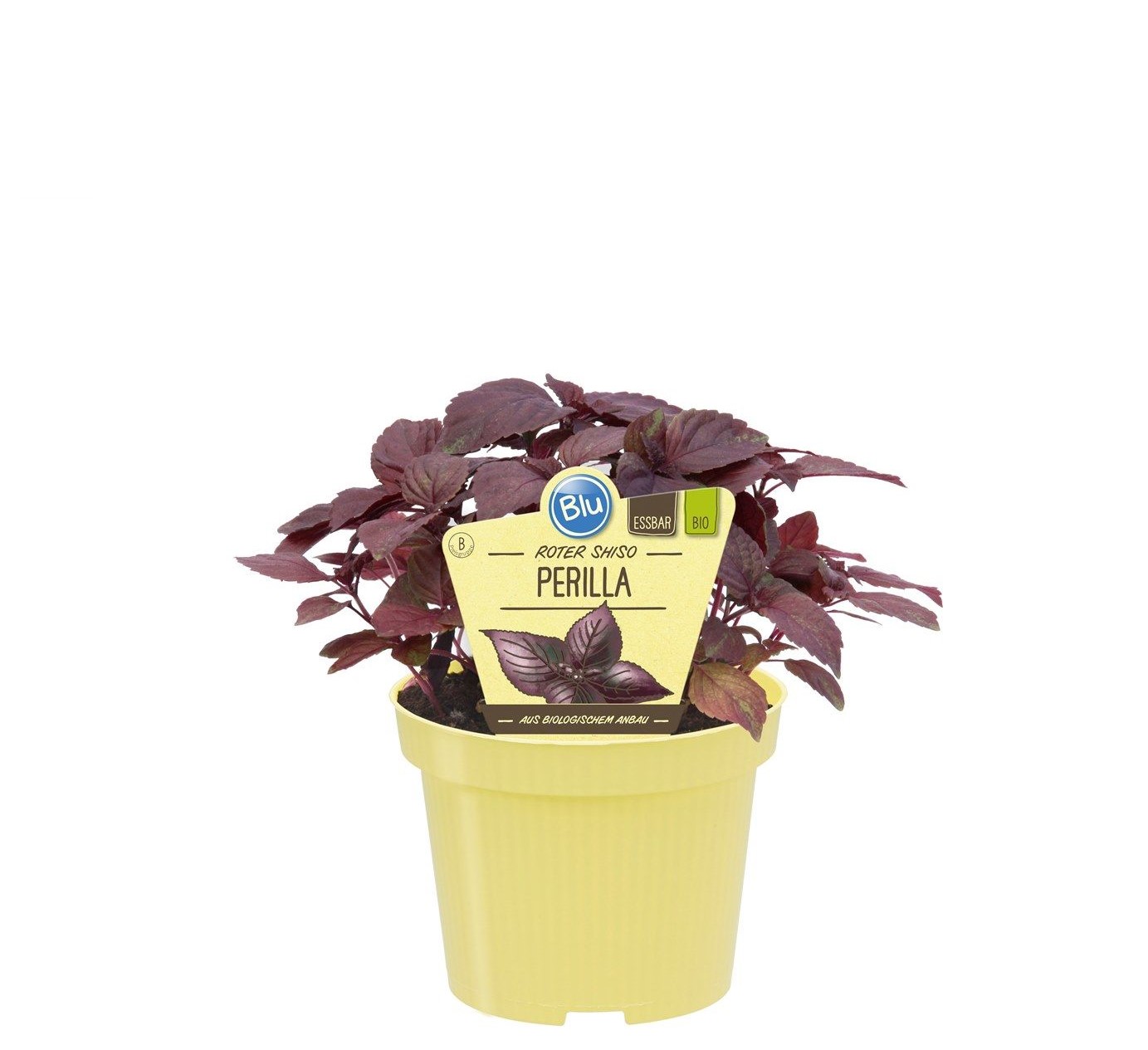 Bio Perilla Shiso Red - Blumen 99 - Gartencenter in Berlin Spandau